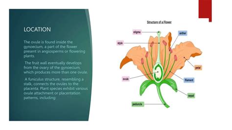 Botany Structure Of Ovule Presentation By Karthika Dass Pptx