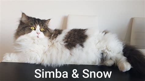 William Breen Jr E E Cummings From Wikipedia The Free