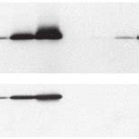 Regulation Of ␤ Galactosidase Expression In M Smegmatis By Wt Tetr
