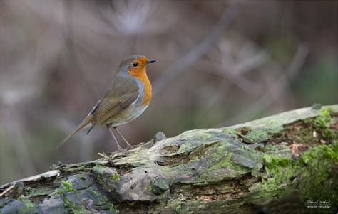 Robin Shaun Stothard Flickr