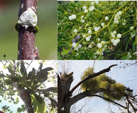 Parasitic Plants In Agriculture And Management Intechopen