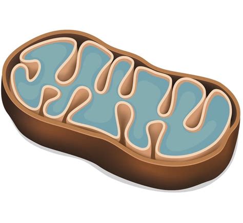 Mitochondria Unlabeled