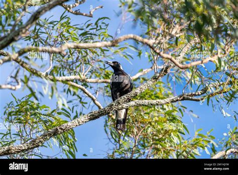 native australian magpie seen in australia with beautiful blue sky
