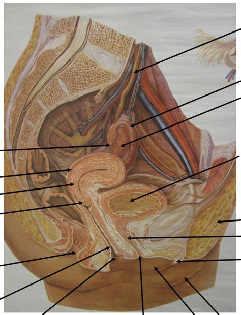 Female Reproductive Wall Chart Sagittal View Diagram Quizlet