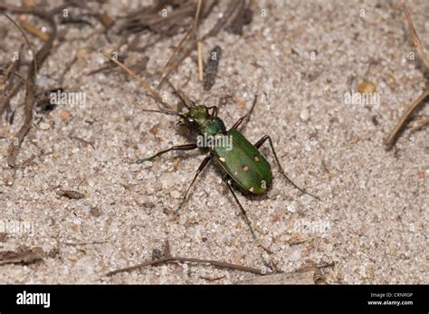 Green Tiger Beetle Cicindela Campestris Adult On Sandy Ground