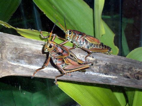 Two Grasshoppers Smithsonian Photo Contest Smithsonian Magazine