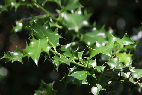 Vasse 18 June 2022 220618 014 K Jan Veldhuis Flickr