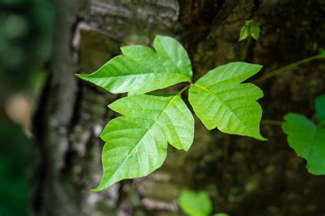 How To Identify Poison Ivy Essential Tips For Hikers Mountainready
