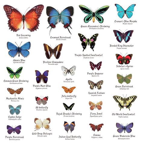 Butterflies Types By Gina Dsgn Types Of Butterflies Butterfly