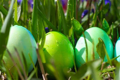 Easter Green Eggs In The Green Grass In Spring Stock Image Image Of