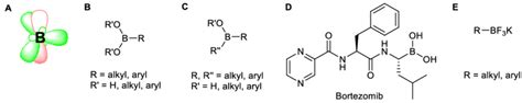 1 A Electronic Structure Of Three Coordinate Boron B General Download Scientific Diagram