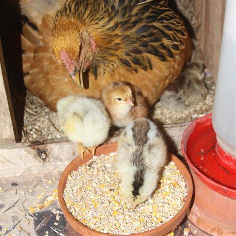 Hatched A Batch Of Easter Egger Mix Chicks Pictures Backyard