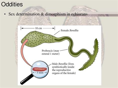 Ppt Phylum Annelida Powerpoint Presentation Free Download Id 5489644