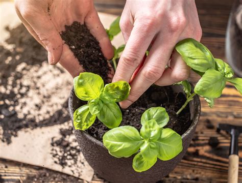 How To Grow Basil From Seed