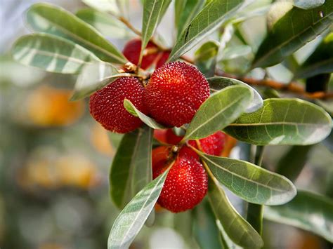 又是一年杨梅熟 安庆五横吴楚杨梅节盛大开园