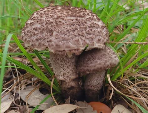 Strobilomyces Dryophilus “old Man Of The Woods” The Bolete Filter