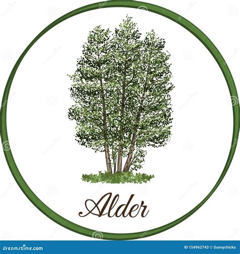 Alder Tree Leaf Vector Illustration Outline Silhouette Line Art