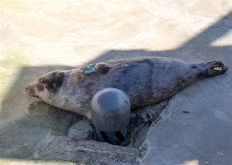 Cornish Seal Sanctuary Sea Life Trust Roach Bug 2024 25 Seal Pup
