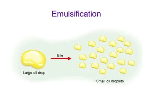 Emulsification 5 Essential Facts You Need To Know