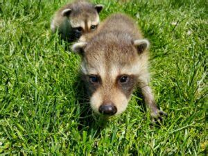 How To Keep Cat Food Protected From Raccoons