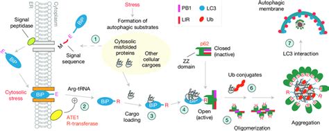 A Model Illustrating The Role Of The N End Rule Pathway In N Terminal Download Scientific