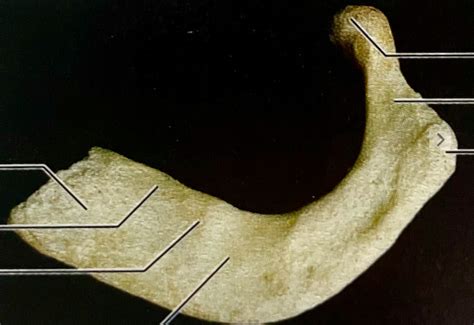 First Rib Diagram Quizlet