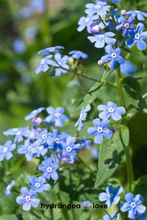 The Main Types Of Hydrangeas Hydrangea Varieties 101 Hydrangea Love