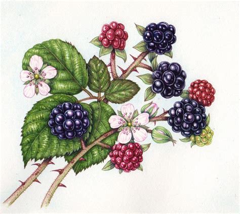 How To Draw Wild Berries At Odessa Anderson Blog
