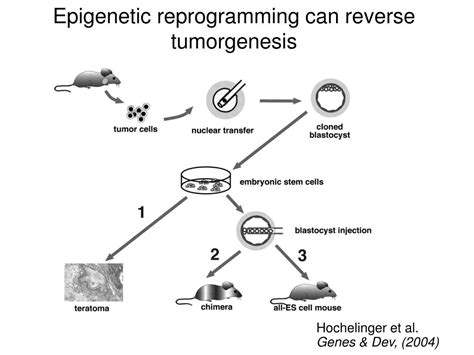 Ppt Epigenetics Powerpoint Presentation Free Download Id503701