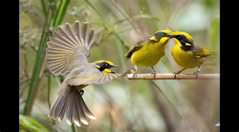 Saving A Tiny Powerhouse Australian Geographic Society