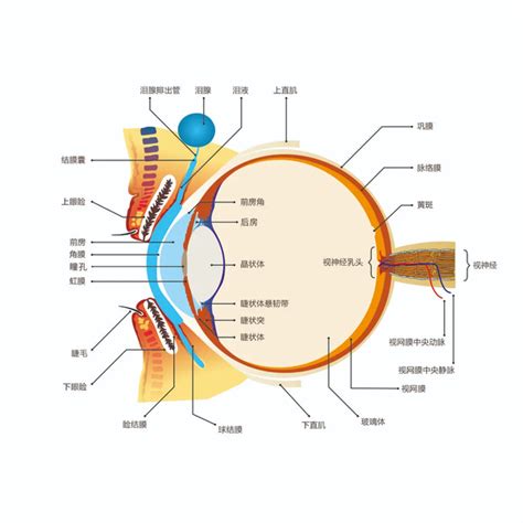趣味科普 眼球的结构 知乎