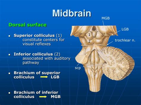 Ppt Gross Anatomy And Development Of The Brain Stem And Cerebellum