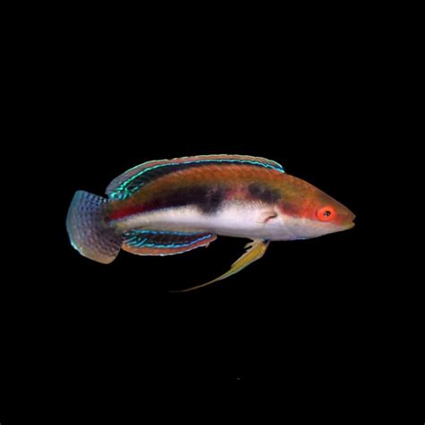 Katherines Fairy Wrasse Wrasse Geemarine