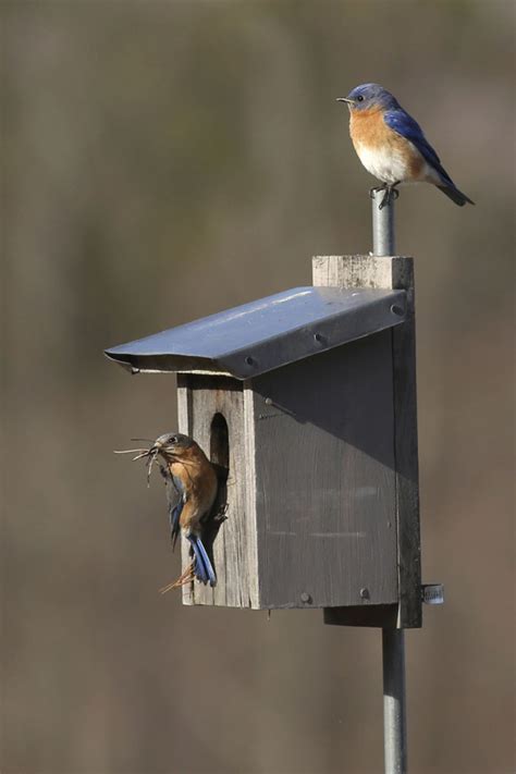 The Bluebird Nest Eastern Bluebird Nesting And Mating Habits Daily Birder