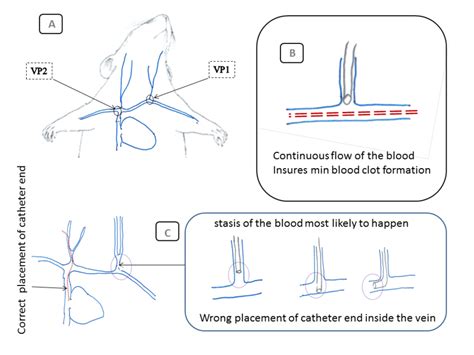 Jugular Vein Catheter Rat At Manuel Cade Blog