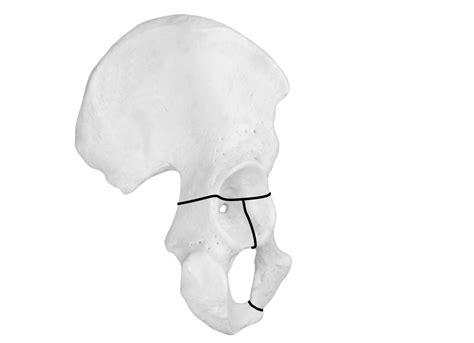 Coxae Lateral Diagram Quizlet