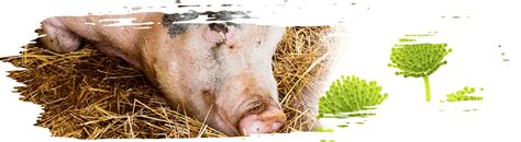 Dr Panagiotis Tassis Mycotoxin Control And Swine Health Mycotoxinsite