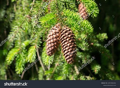 Conifer Definition Characteristics Examples Types 41 Off