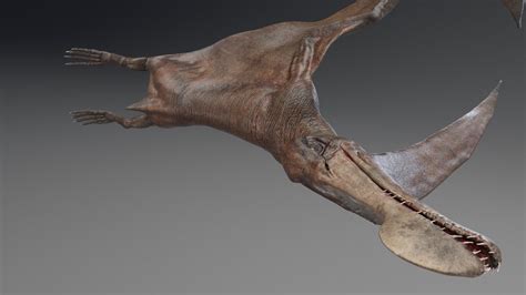 3d Model Tropeognathus Dinosaur Flying Vr Ar Low Poly Cgtrader