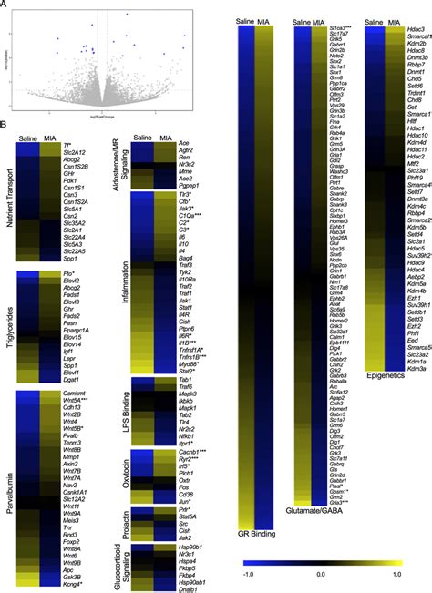 Transcriptomic Analyses Of Milk Samples Obtained On P11 From Rat