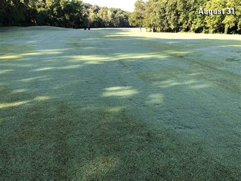 Sprigging Turf Solutions Inc