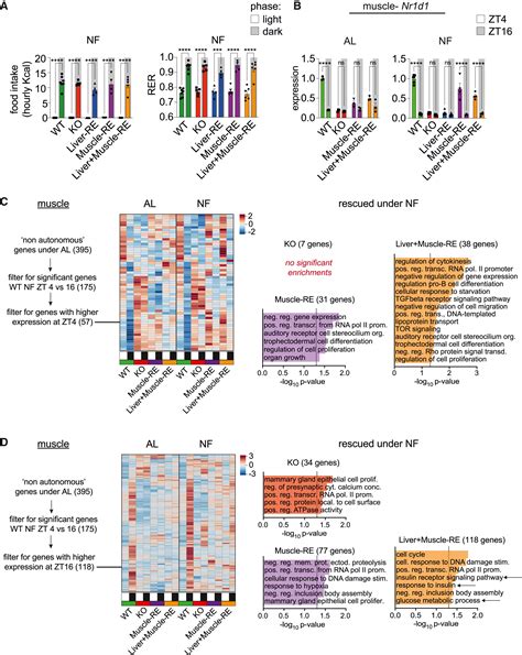 Liver And Muscle Circadian Clocks Cooperate To Support Glucose