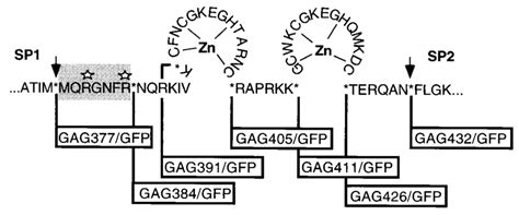 Schematic Representation Of Gag Gfp Constructs Subdividing Hiv 1 Nc