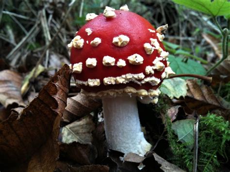 Fly Agaric Wild Food Uk