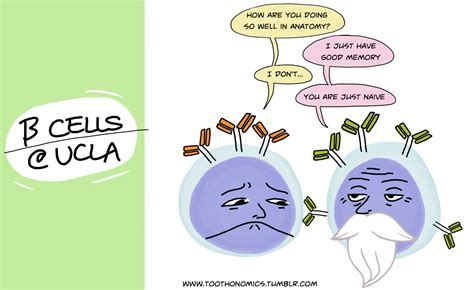 Memory B Cells Cartoon