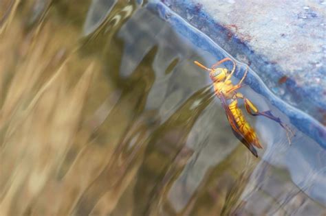 Premium Photo A Yellow Grasshopper Is Swimming In A Pool Of Water