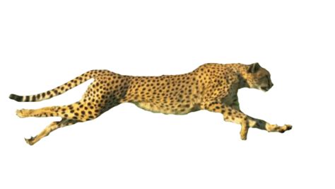 Running Cheetah Animated Running Cheetah Animated