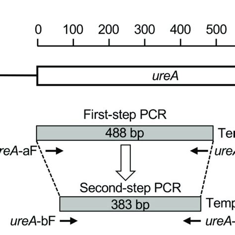 Schematic Diagram Of Positions Of The Designed Primers For Helicobacter Download Scientific
