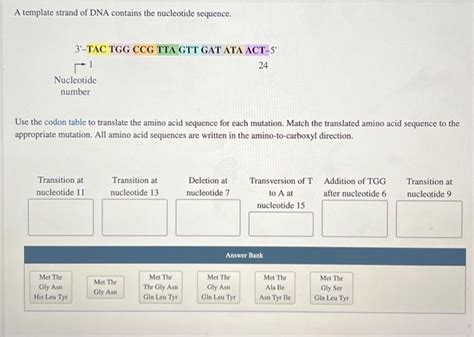 Solved A Template Strand Of Dna Contains The Nucleotide