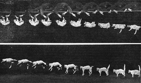 Cat Righting Reflex Wikipedia